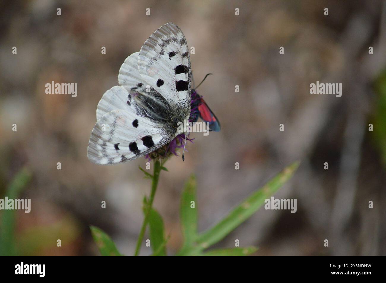 Apollo (Parnassius apollo) Insecta Stock Photo - Alamy