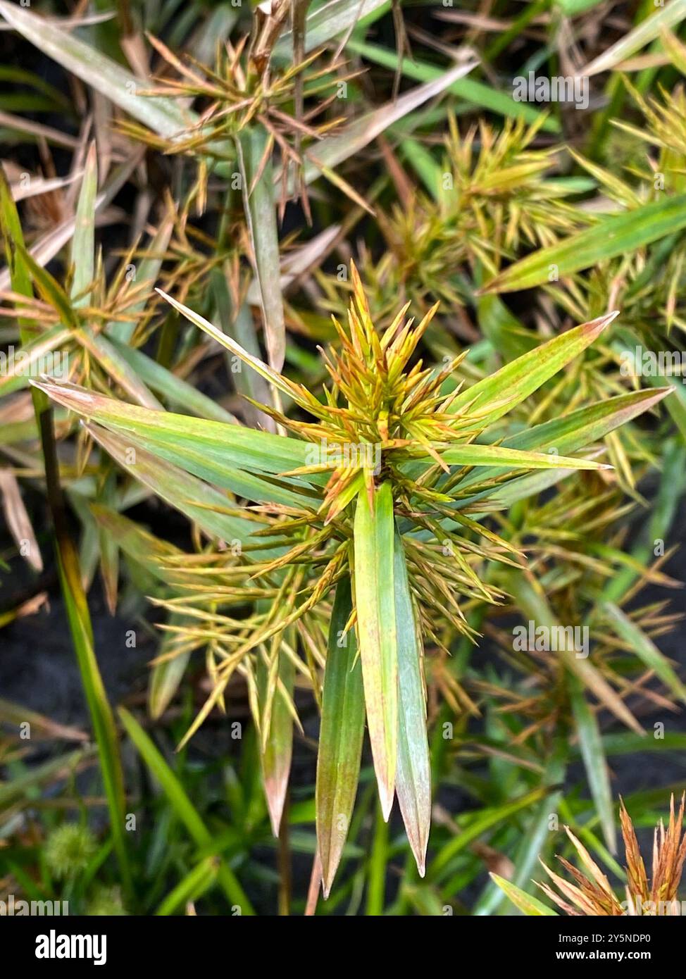 Three-way Sedge (Dulichium arundinaceum) Plantae Stock Photo - Alamy