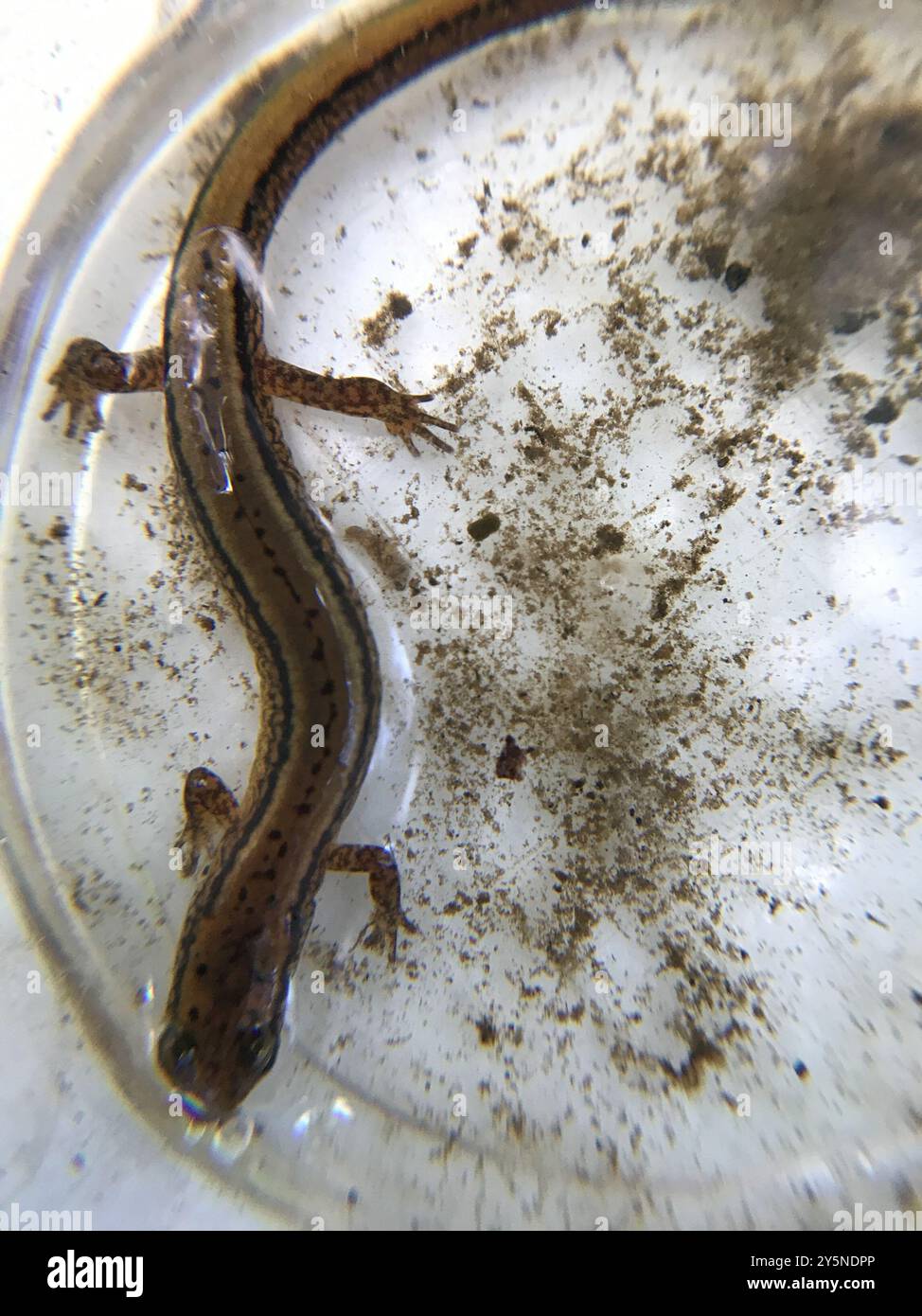 Northern Two-lined Salamander (Eurycea bislineata) Amphibia Stock Photo ...