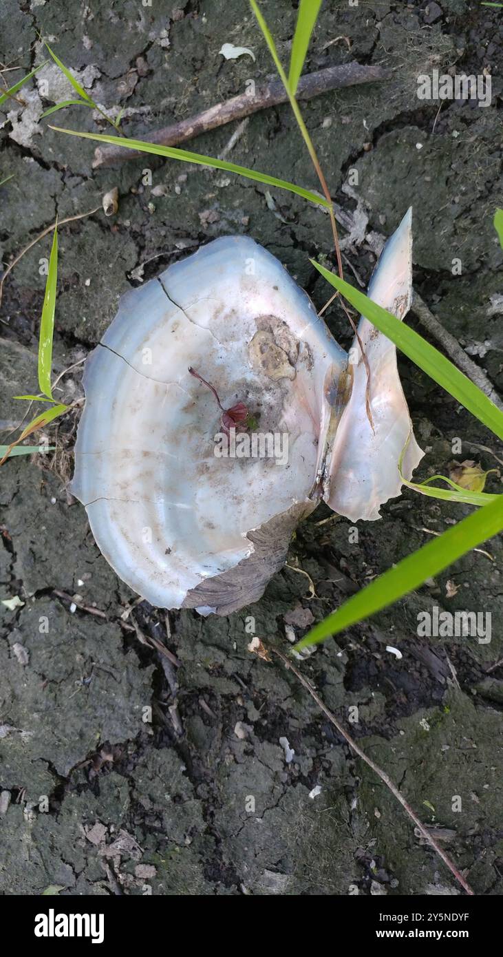 Giant Floater (Pyganodon grandis) Mollusca Stock Photo - Alamy