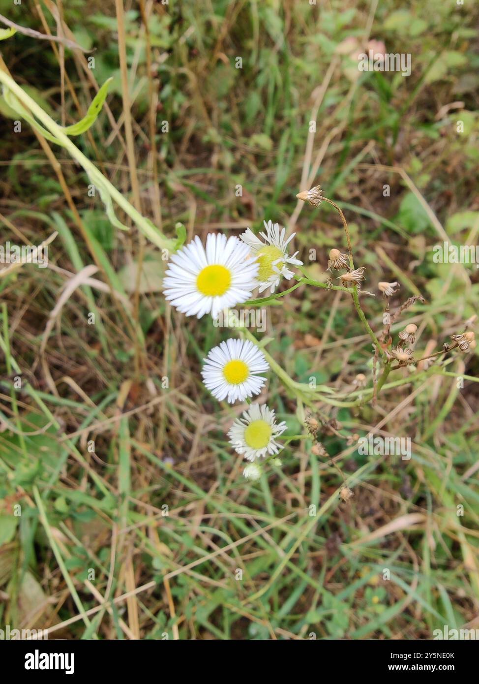 annual fleabane (Erigeron annuus) Plantae Stock Photo - Alamy