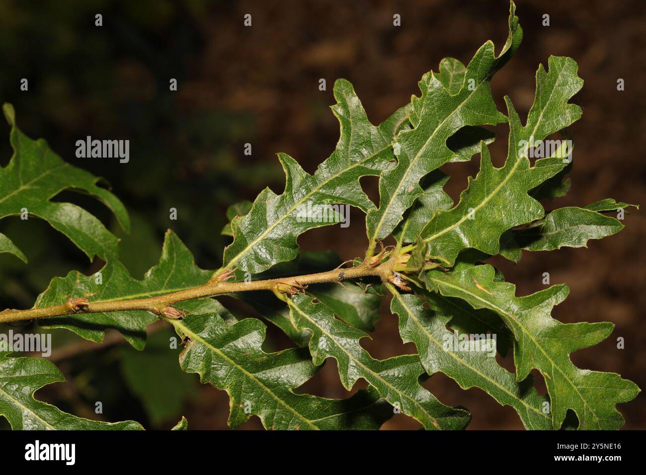 Turkey Oak (Quercus cerris) Plantae Stock Photo - Alamy