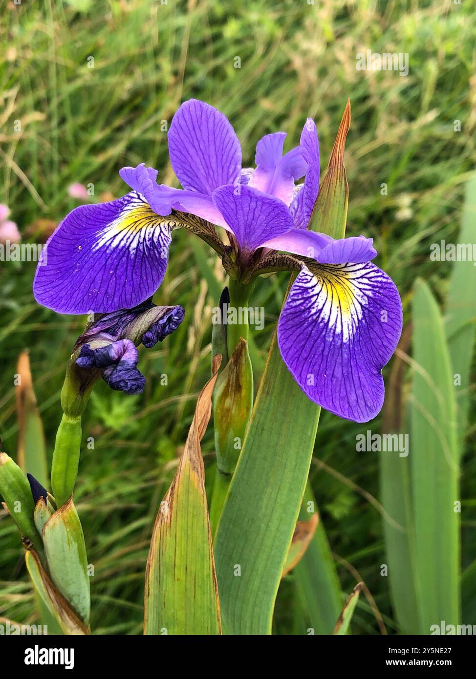 northern blue flag (Iris versicolor) Plantae Stock Photo - Alamy