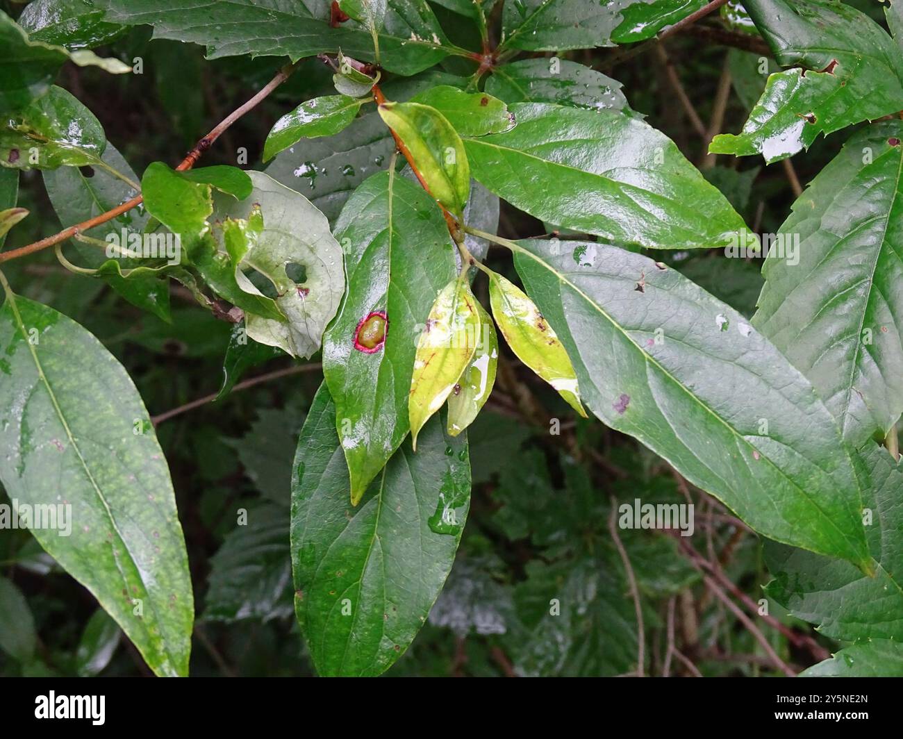 Dogwood Eyespot Gall Midge (Parallelodiplosis subtruncata) Insecta ...