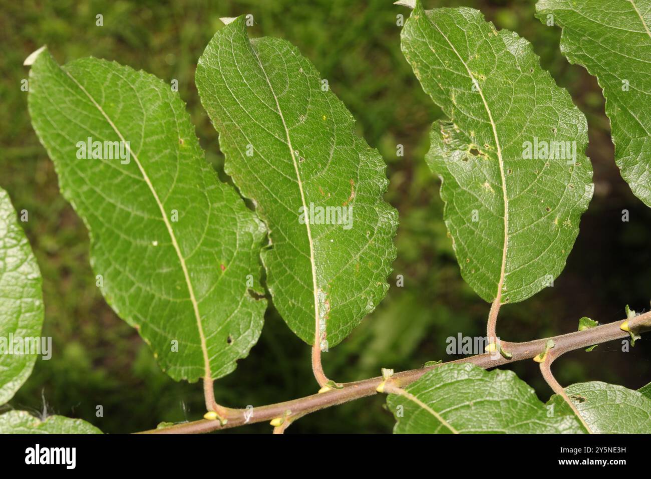 goat willow (Salix caprea) Plantae Stock Photo - Alamy