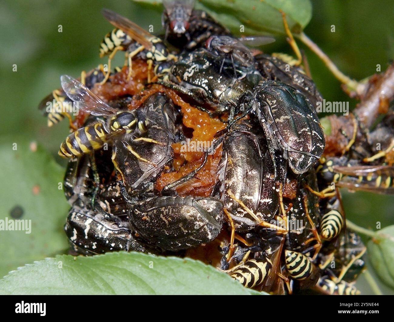 Copper Chafer (Protaetia cuprea) Insecta Stock Photo - Alamy