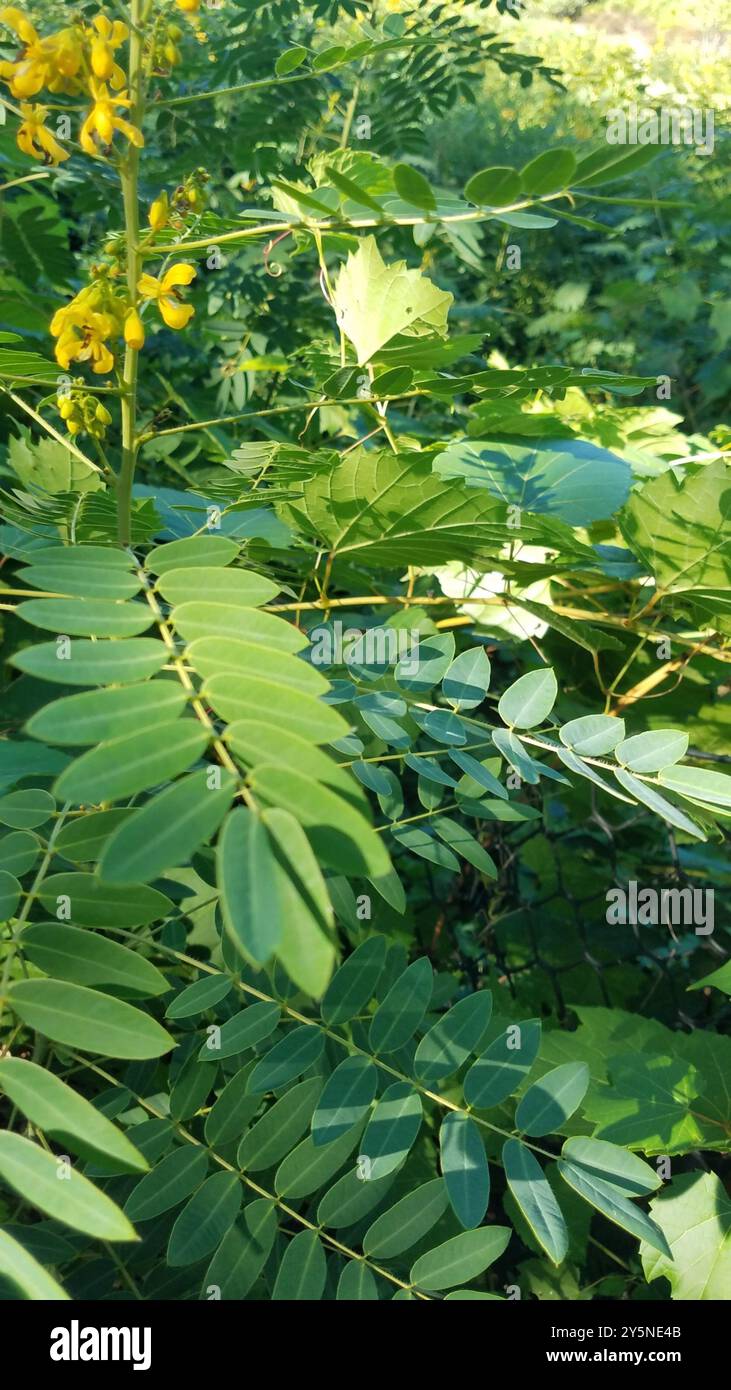 American senna (Senna hebecarpa) Plantae Stock Photo - Alamy