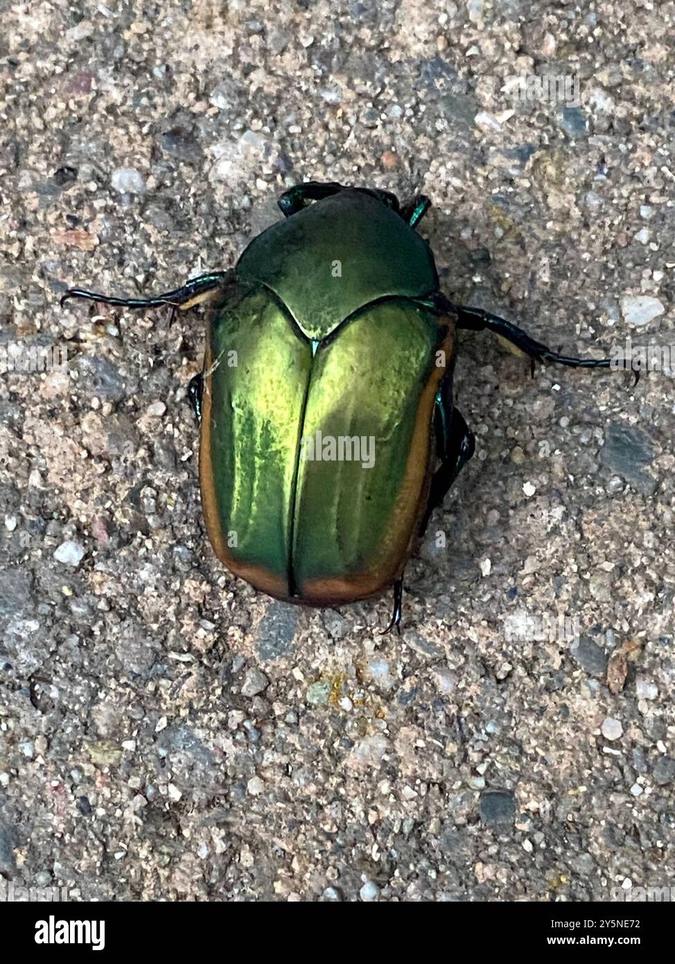 Figeater Beetle (Cotinis mutabilis) Insecta Stock Photo - Alamy