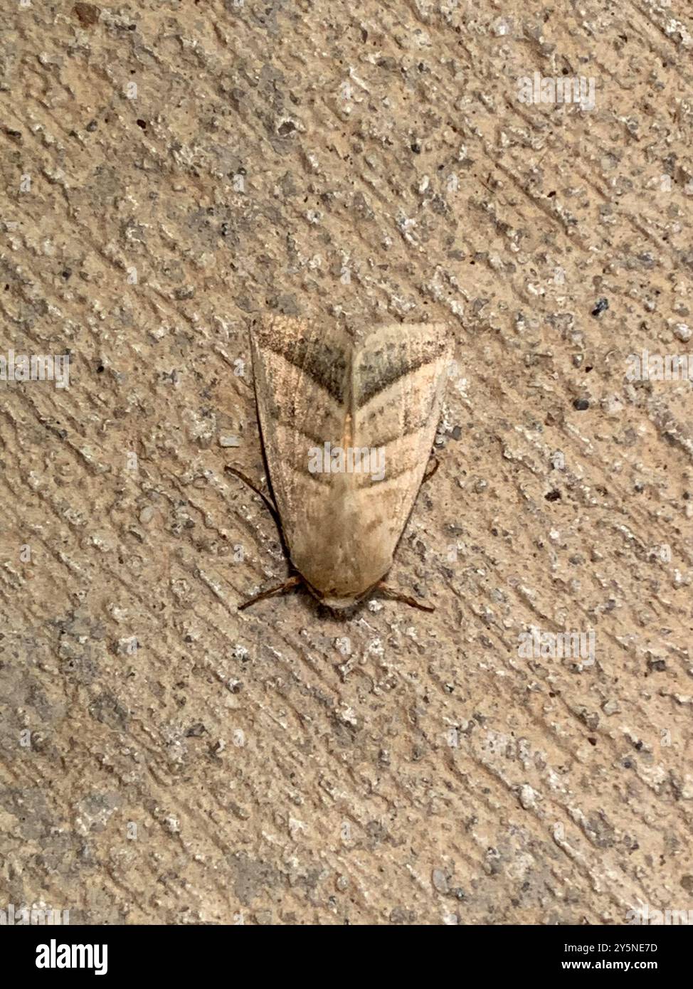 Tobacco Budworm Moth (Chloridea virescens) Insecta Stock Photo - Alamy