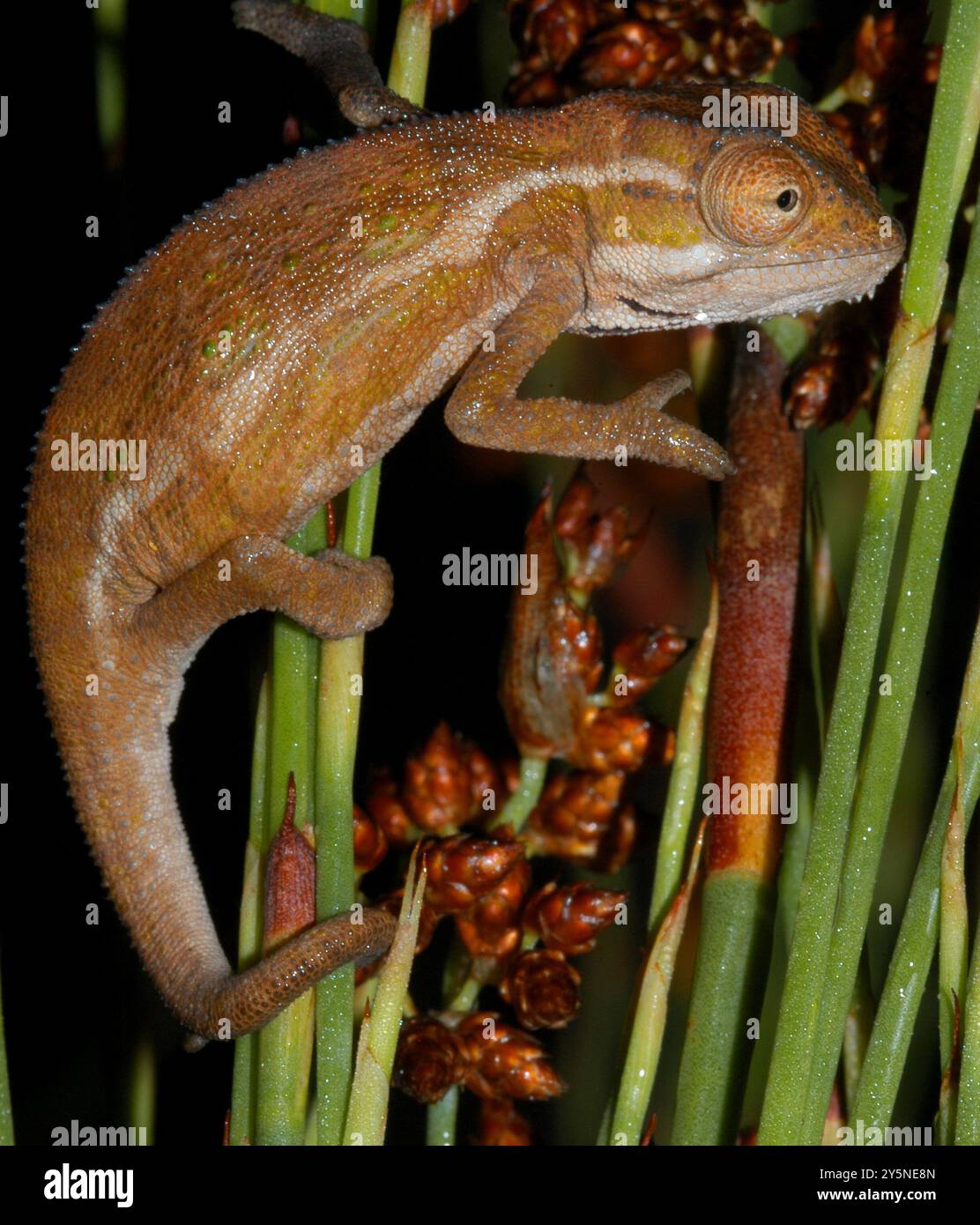 Smith's Dwarf Chamaeleon (Bradypodion taeniabronchum) Reptilia Stock ...