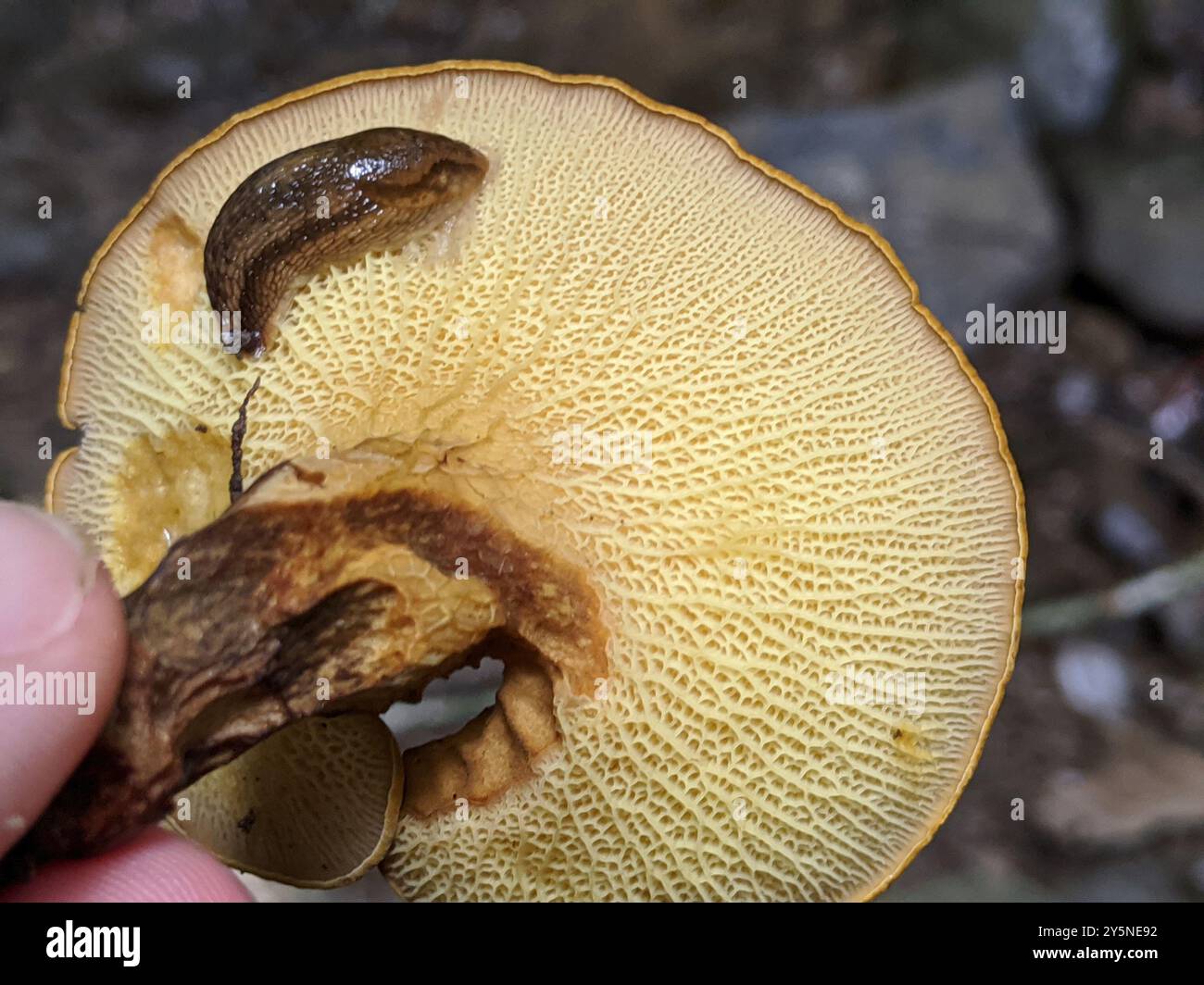 ash-tree bolete (Boletinellus merulioides) Fungi Stock Photo - Alamy