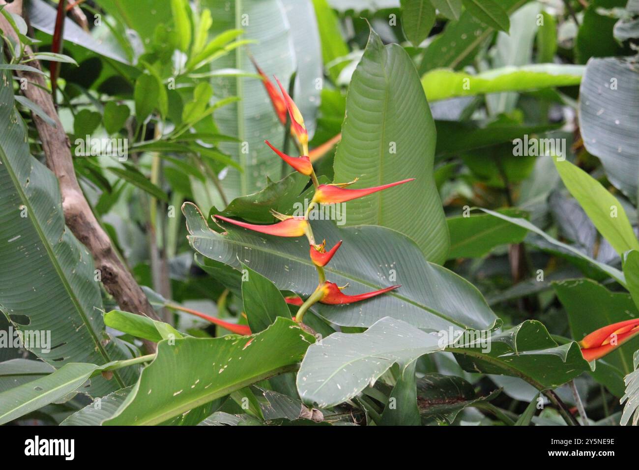 Expanded Lobsterclaw (Heliconia latispatha) Plantae Stock Photo - Alamy