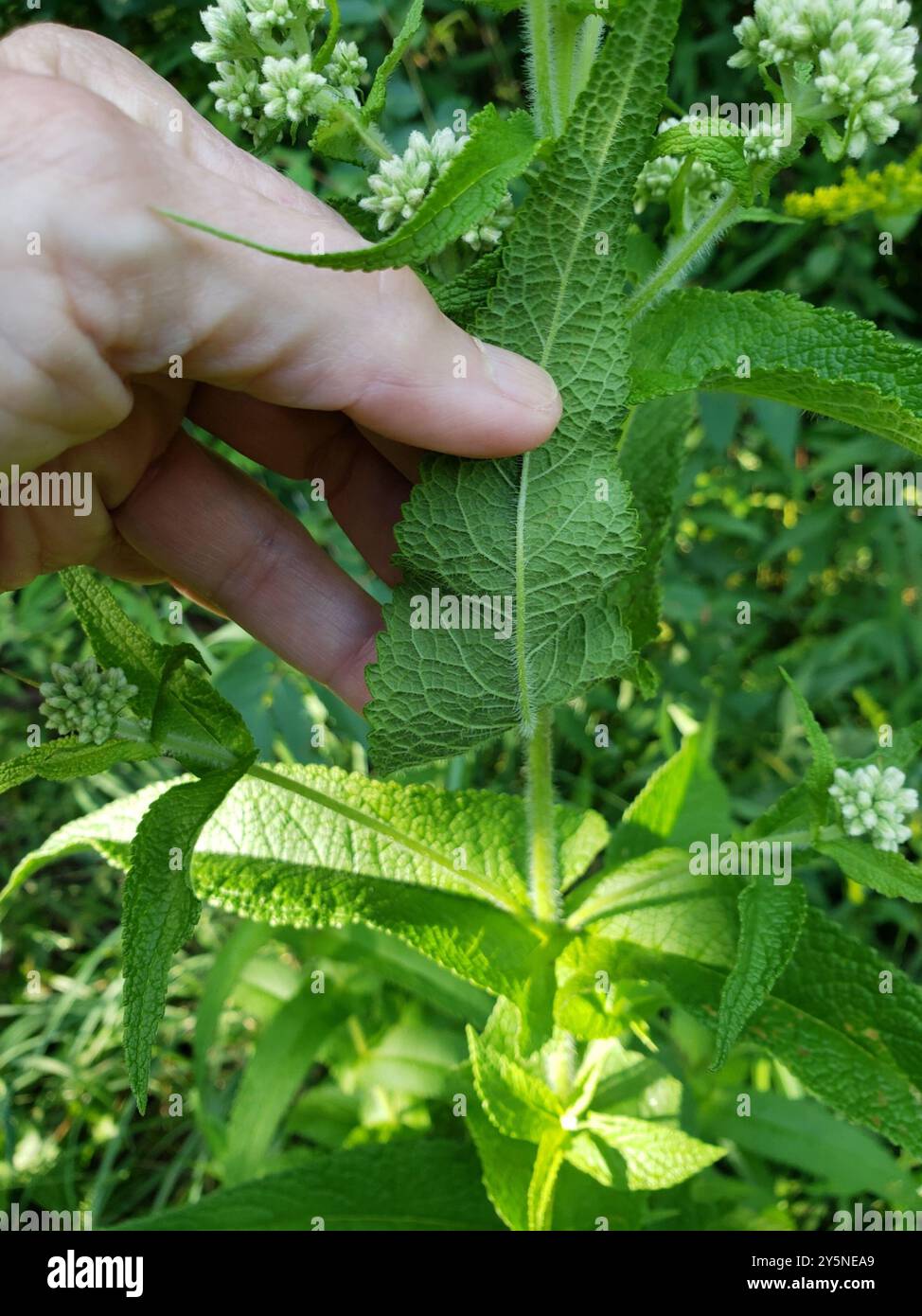 common boneset (Eupatorium perfoliatum) Plantae Stock Photo - Alamy