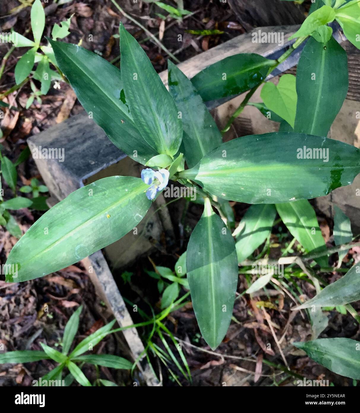 Virginia Dayflower (Commelina virginica) Plantae Stock Photo - Alamy