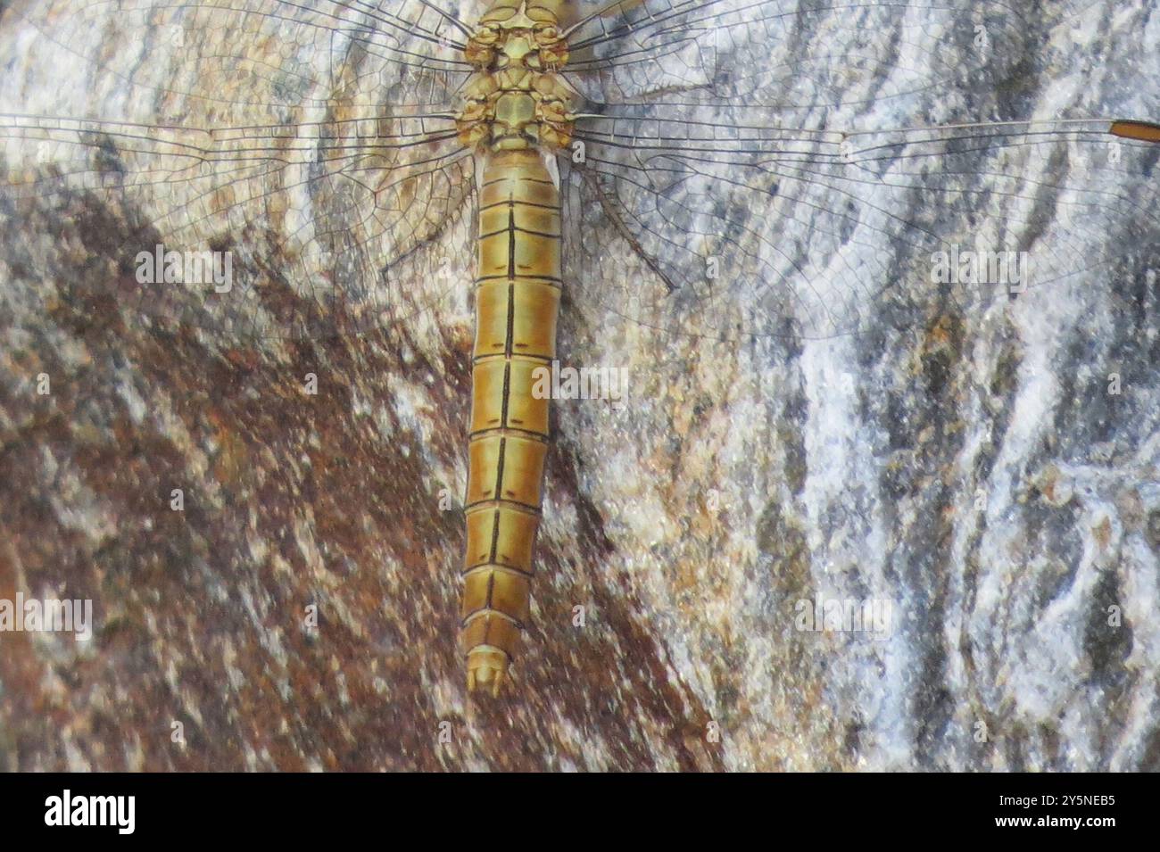 Southern Skimmer (Orthetrum brunneum) Insecta Stock Photo - Alamy