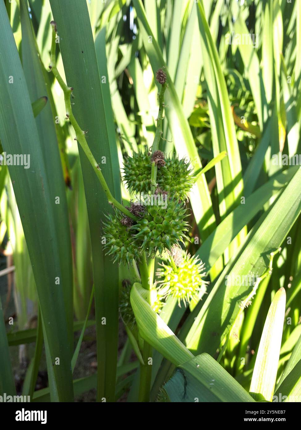 Branched Bur-reed (Sparganium erectum) Plantae Stock Photo - Alamy