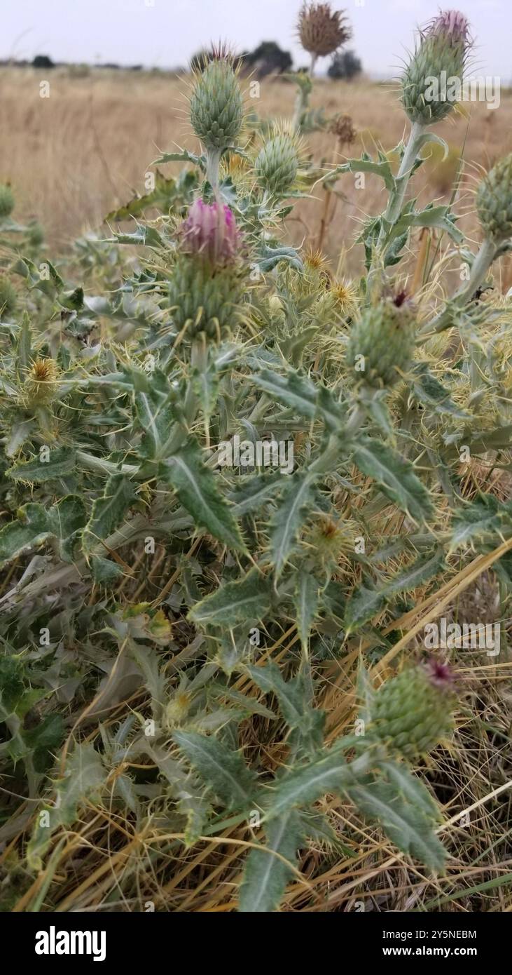 Arizona thistle (Cirsium arizonicum) Plantae Stock Photo - Alamy
