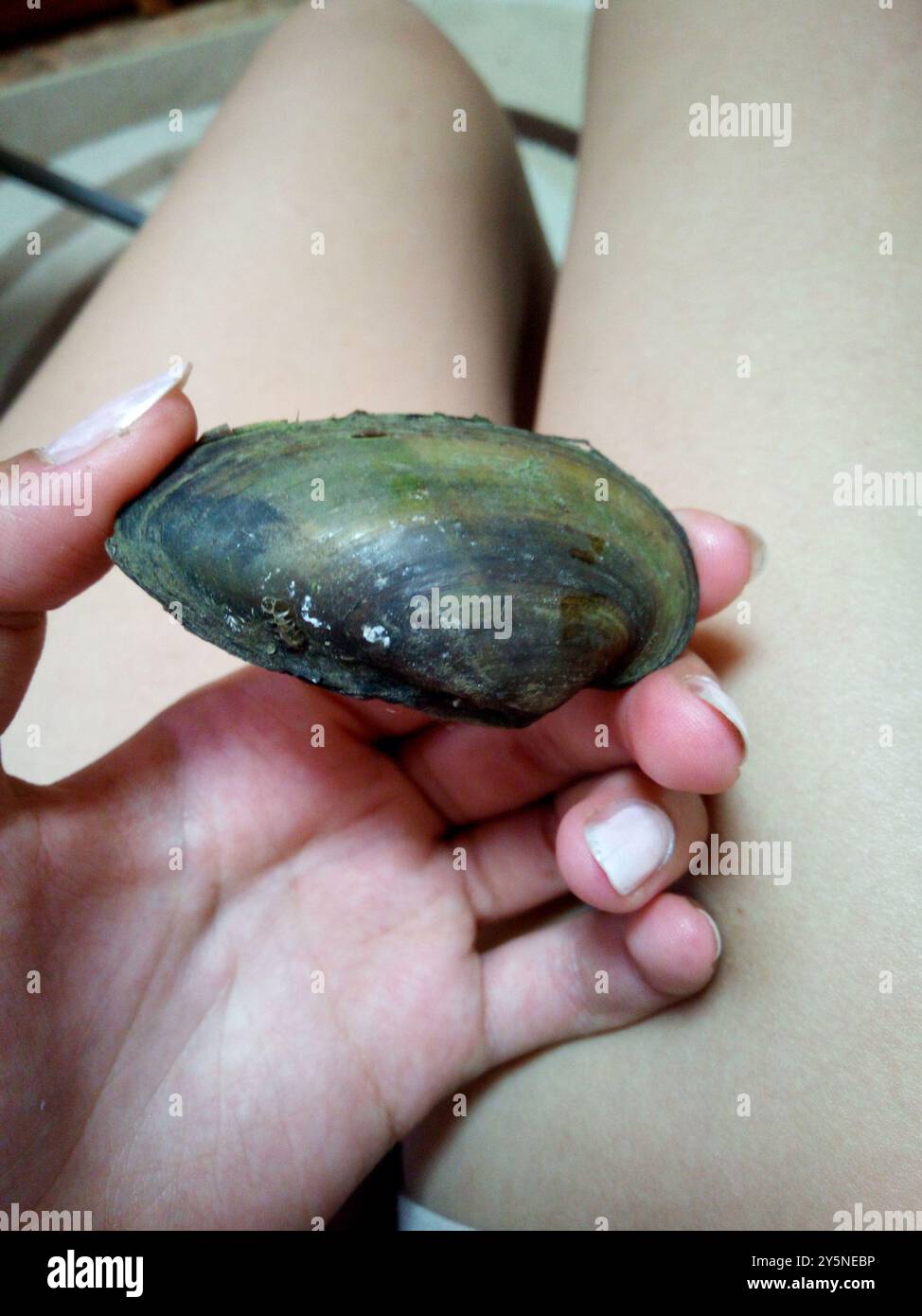 Swollen River-mussel (Unio tumidus) Mollusca Stock Photo - Alamy