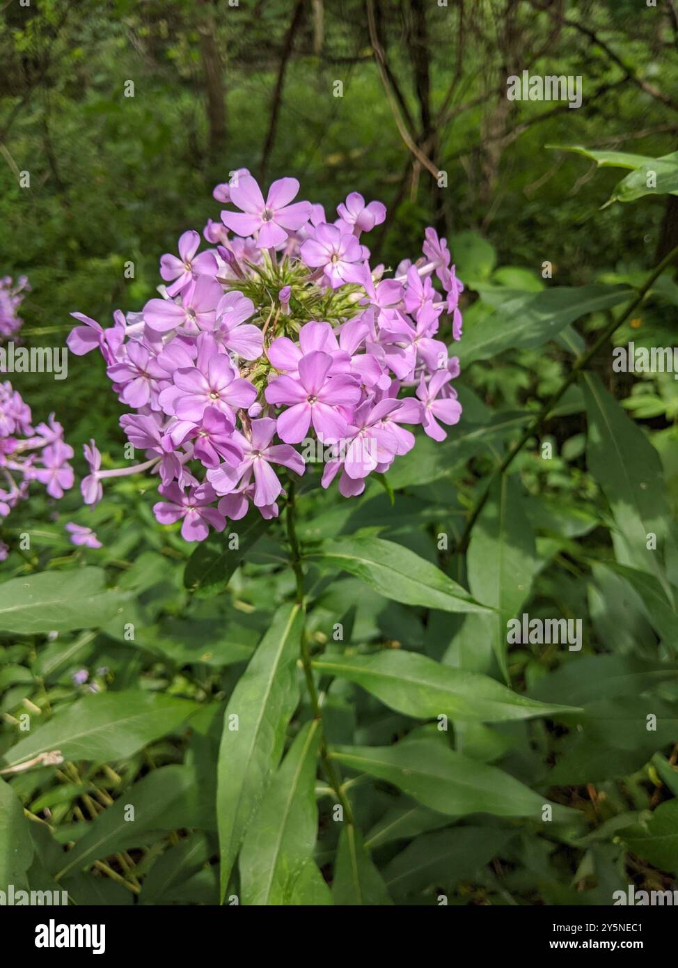 fall phlox (Phlox paniculata) Plantae Stock Photo - Alamy