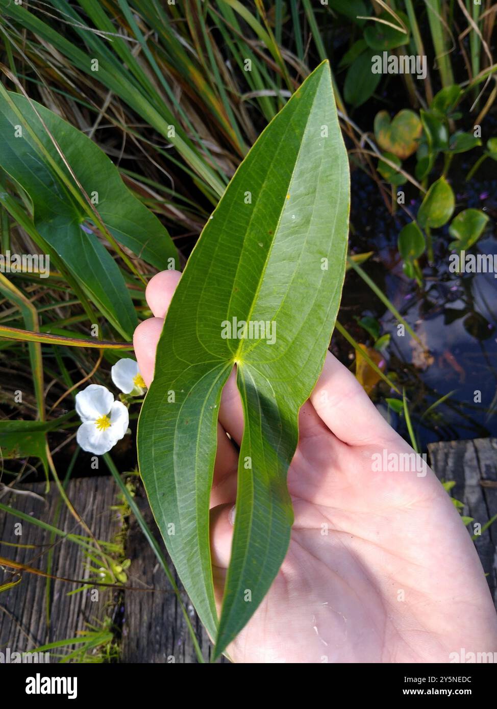 broadleaf arrowhead (Sagittaria latifolia) Plantae Stock Photo - Alamy