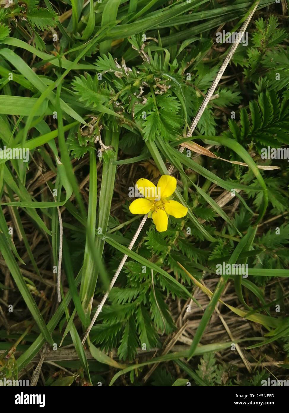 common silverweed (Argentina anserina) Plantae Stock Photo - Alamy