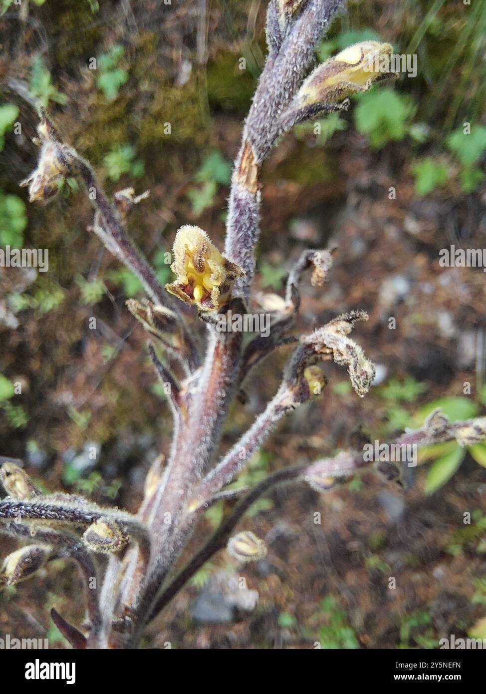 conifer broomrape (Aphyllon pinorum) Plantae Stock Photo - Alamy