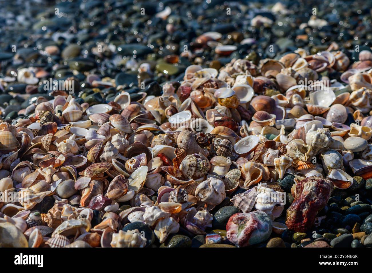 Beautiful colorful seashells on the beach Stock Photo - Alamy