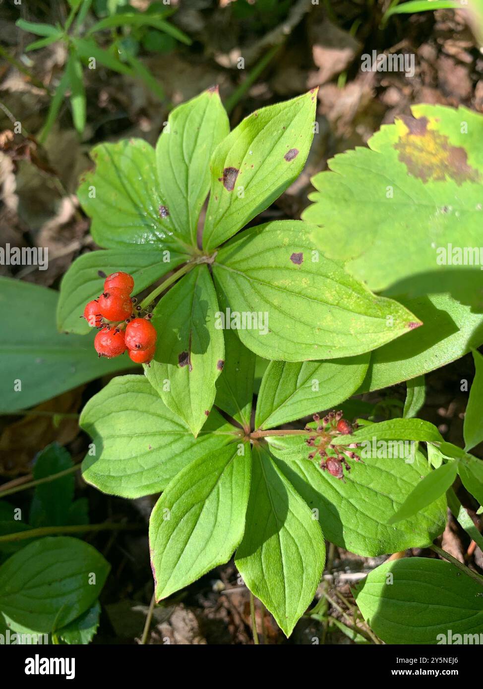 Canadian bunchberry (Cornus canadensis) Plantae Stock Photo - Alamy
