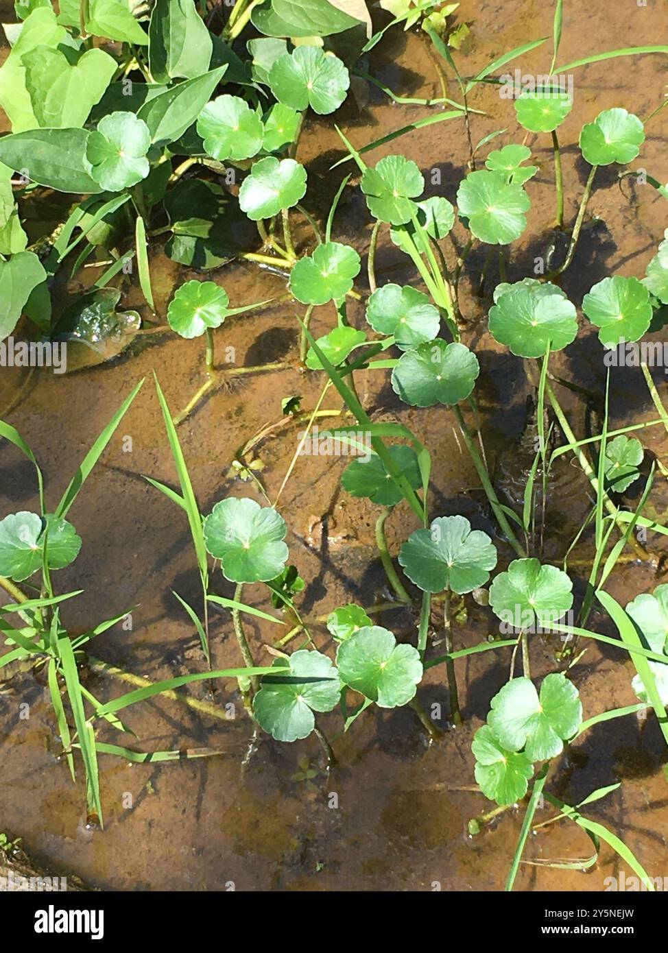 floating marsh pennywort (Hydrocotyle ranunculoides) Plantae Stock ...