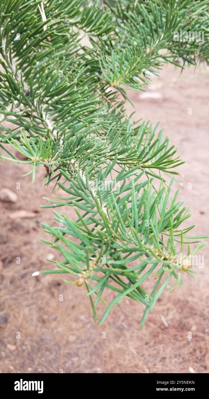 white fir (Abies concolor) Plantae Stock Photo - Alamy
