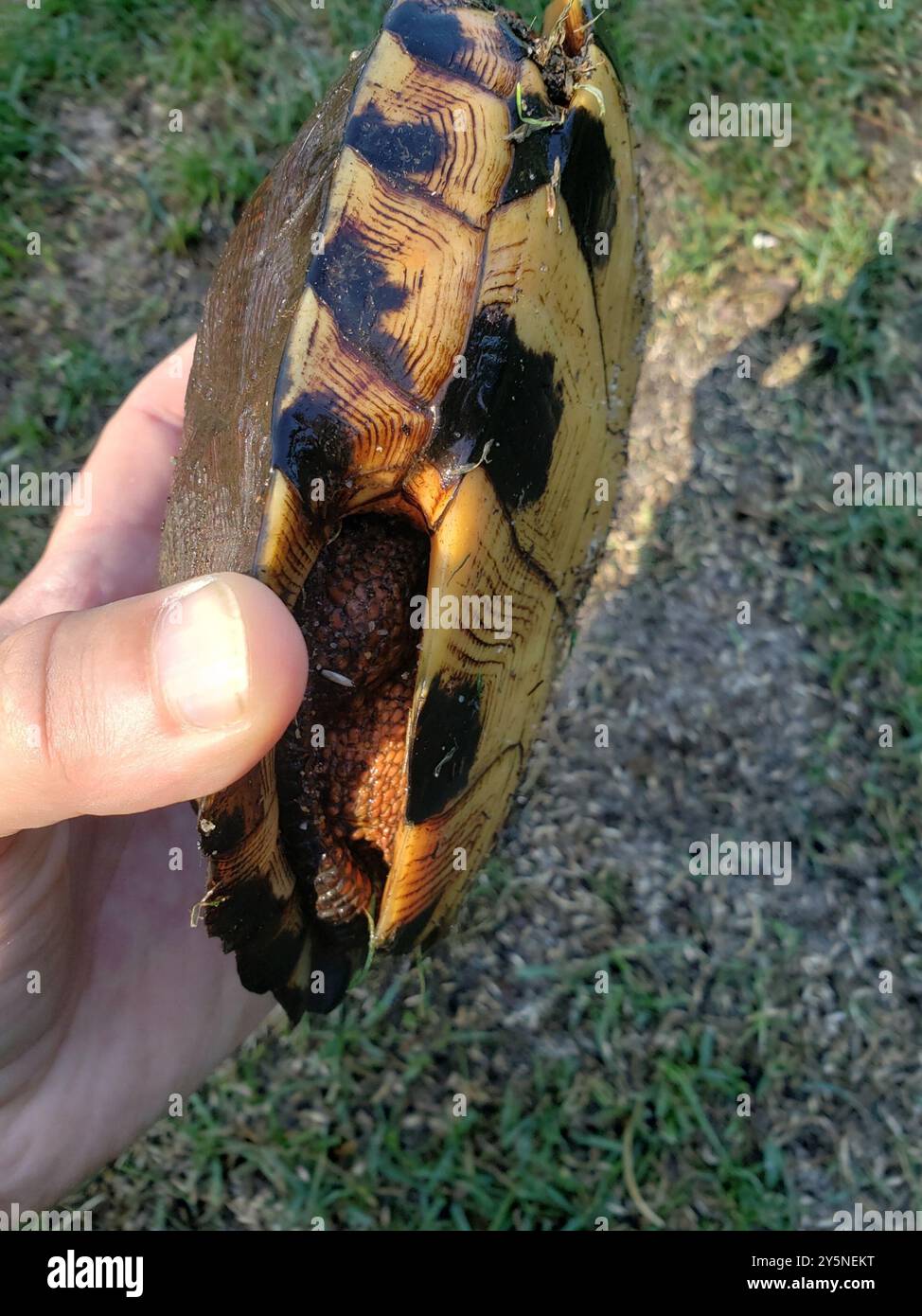 Wood Turtle (Glyptemys insculpta) Reptilia Stock Photo - Alamy