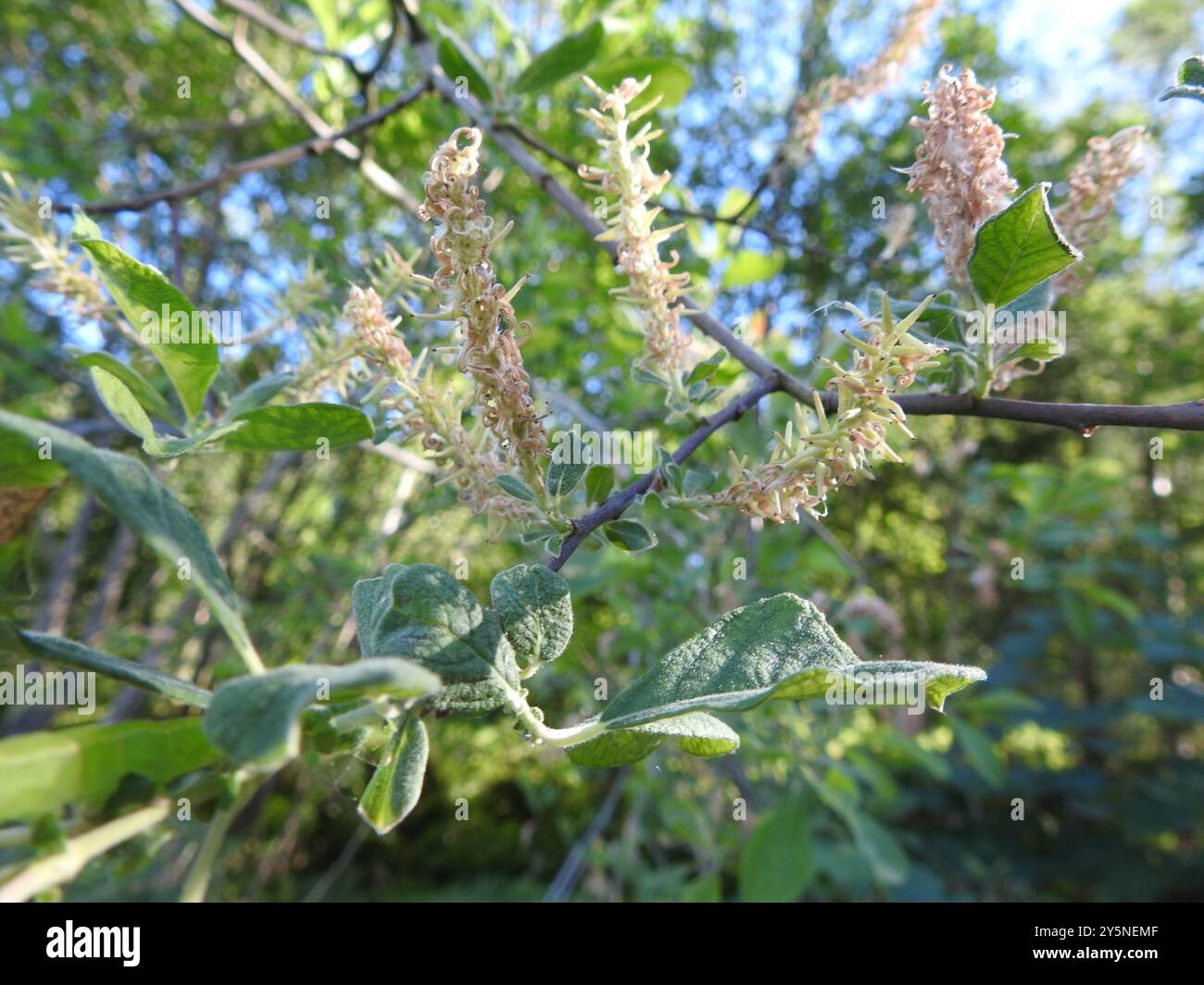 Eared Willow (Salix aurita) Plantae Stock Photo - Alamy