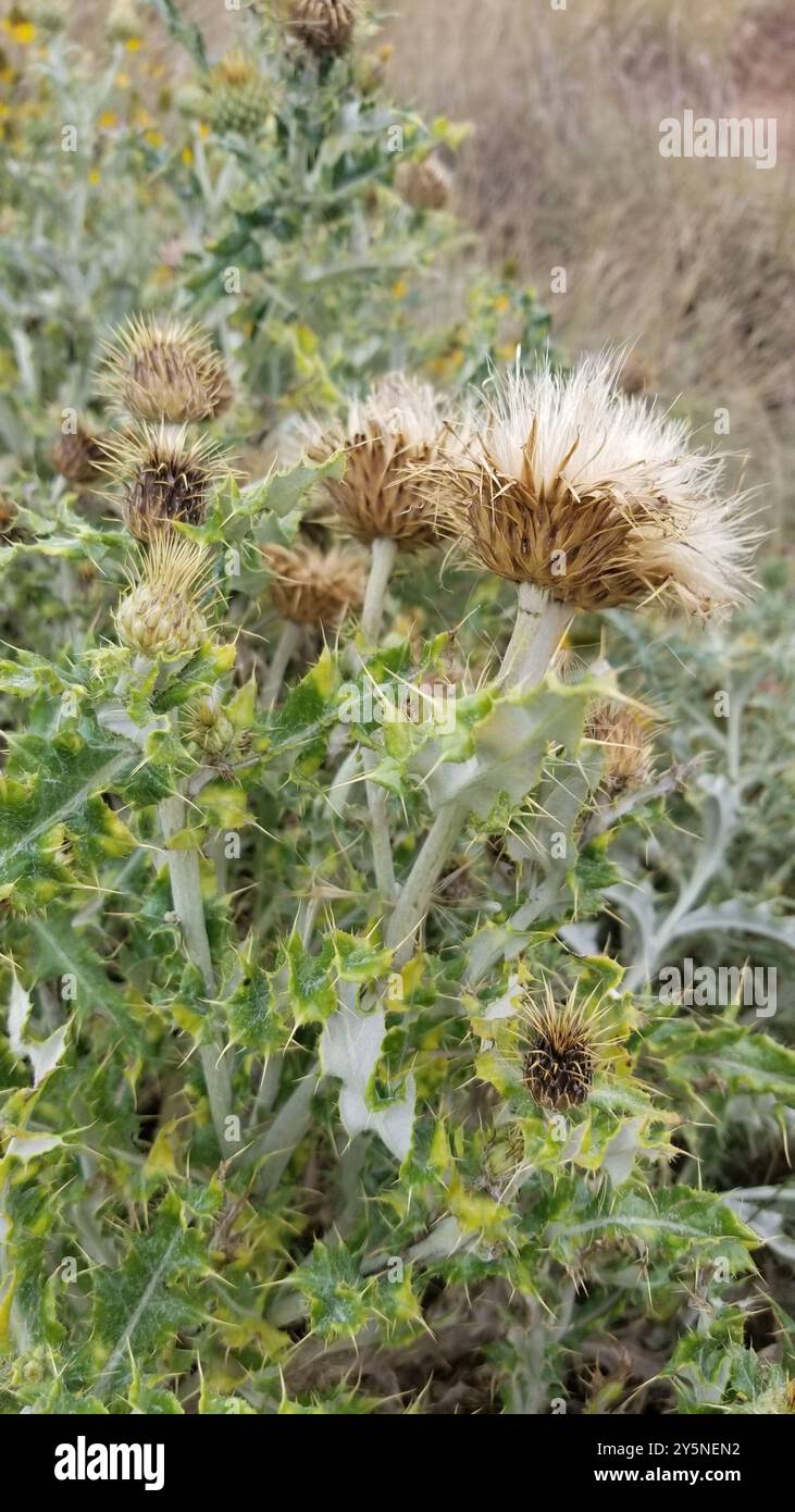 Arizona thistle (Cirsium arizonicum) Plantae Stock Photo - Alamy