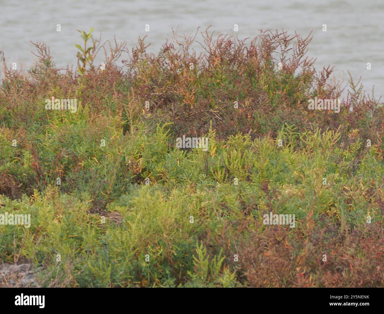 Herbaceous Seepweed (Suaeda maritima) Plantae Stock Photo - Alamy