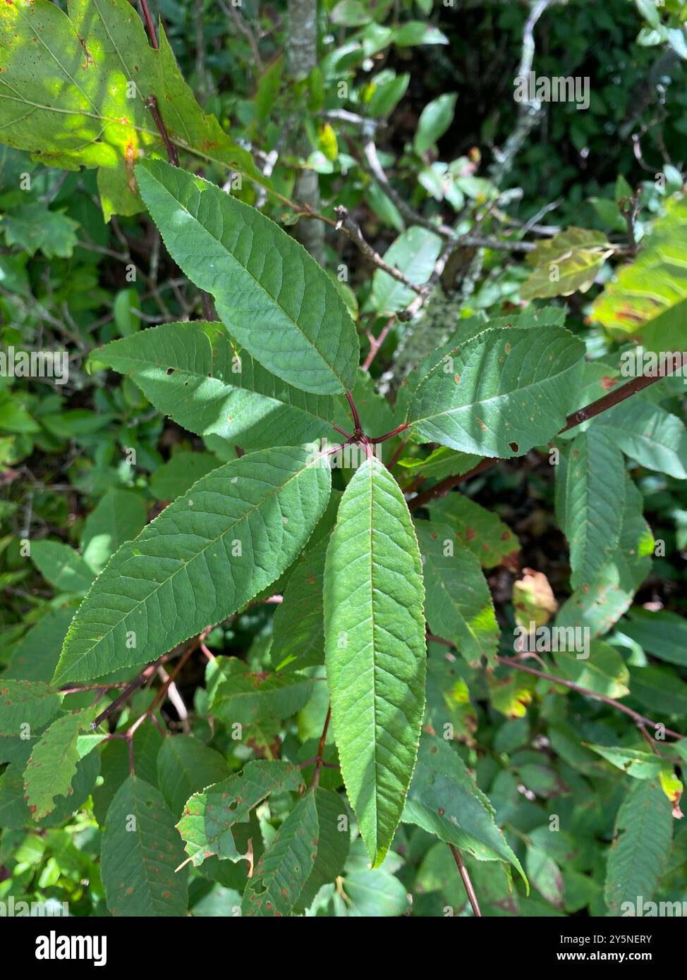 fire cherry (Prunus pensylvanica) Plantae Stock Photo - Alamy