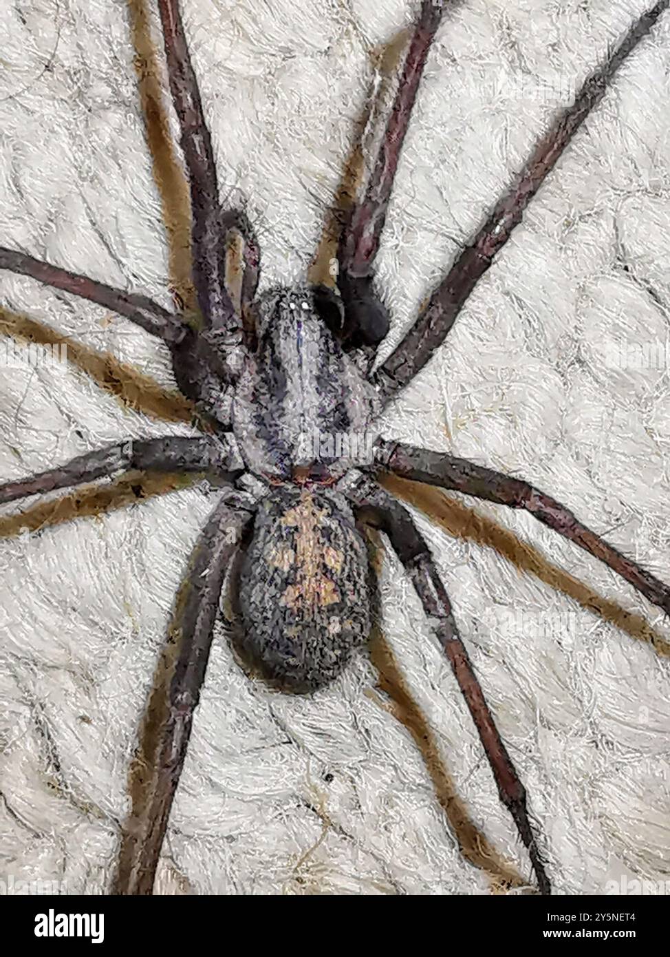 Giant House Spider (Eratigena duellica) Arachnida Stock Photo - Alamy