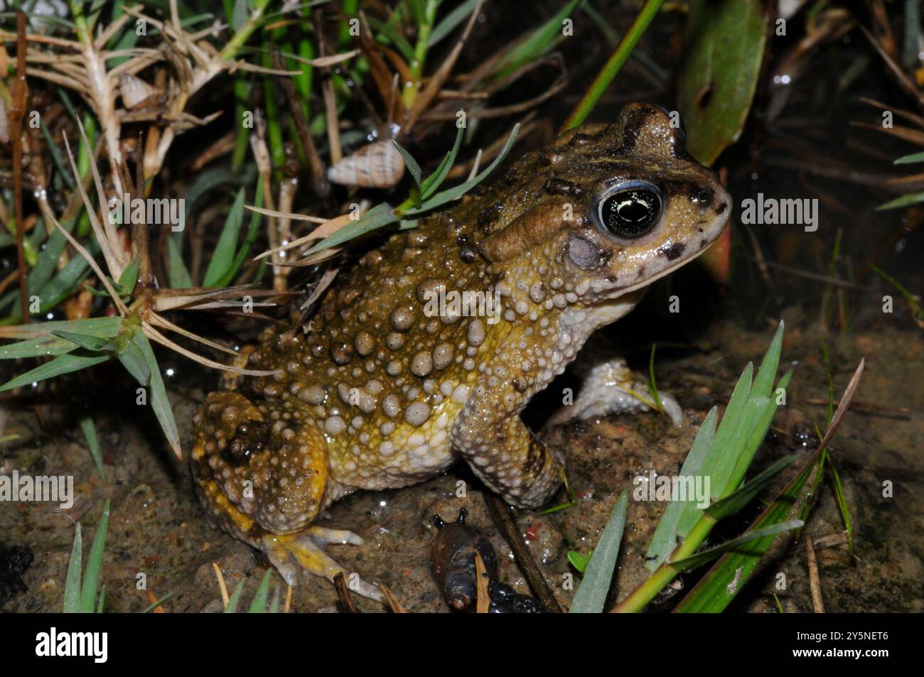Sand Toad (Vandijkophrynus angusticeps) Amphibia Stock Photo - Alamy