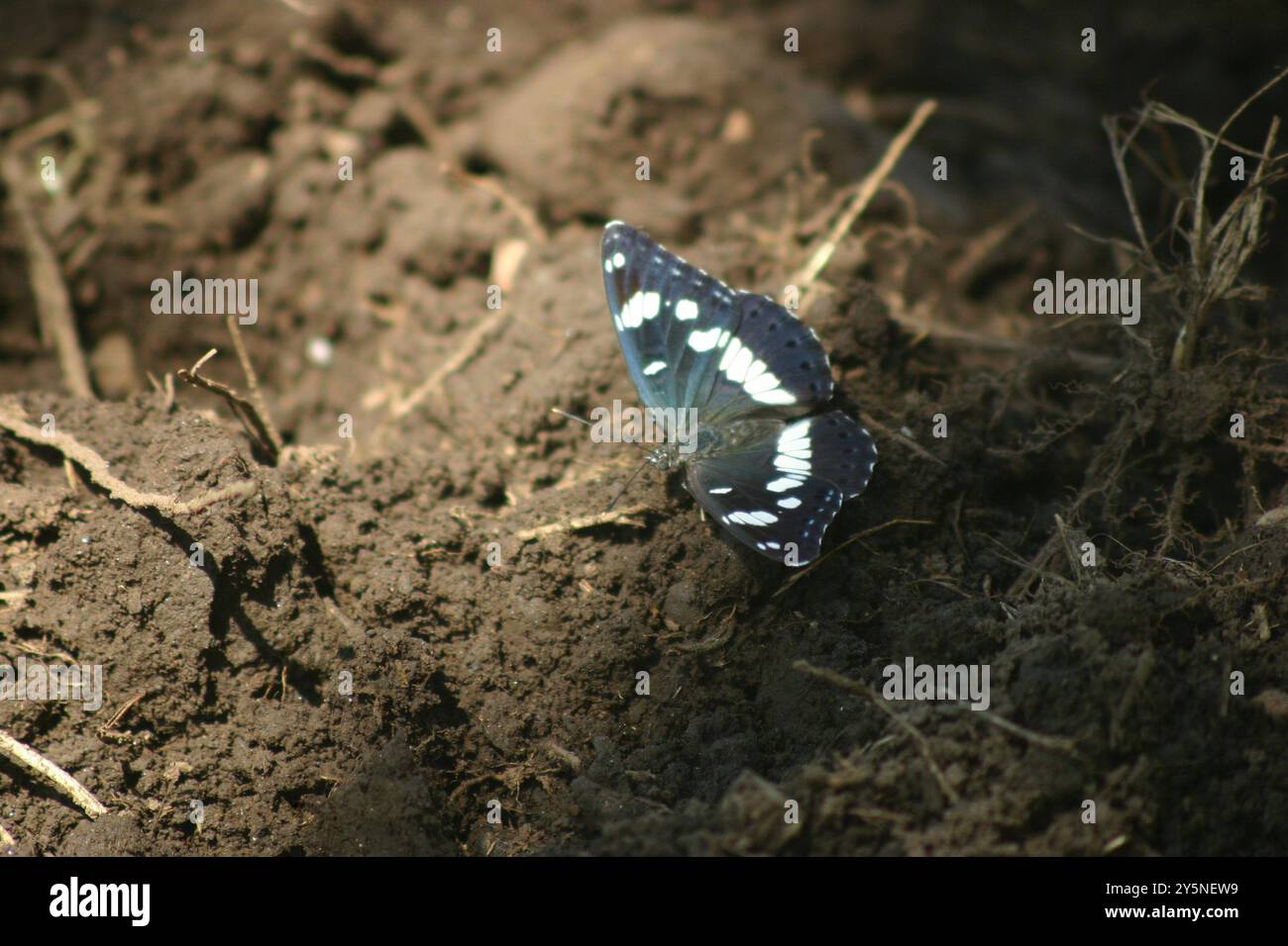 Southern White Admiral (Limenitis reducta) Insecta Stock Photo - Alamy