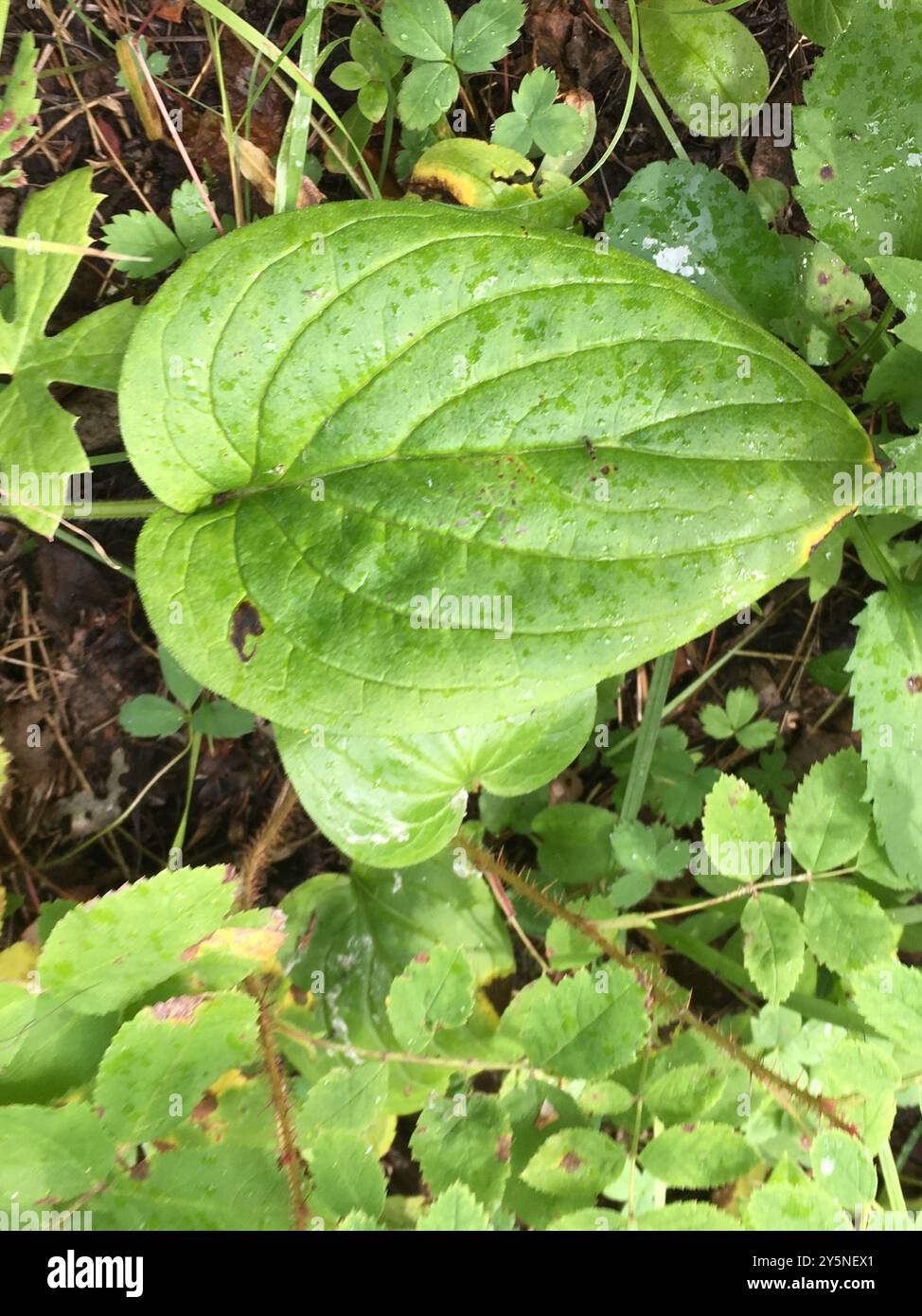 Tall Bluebell (Mertensia paniculata) Plantae Stock Photo - Alamy