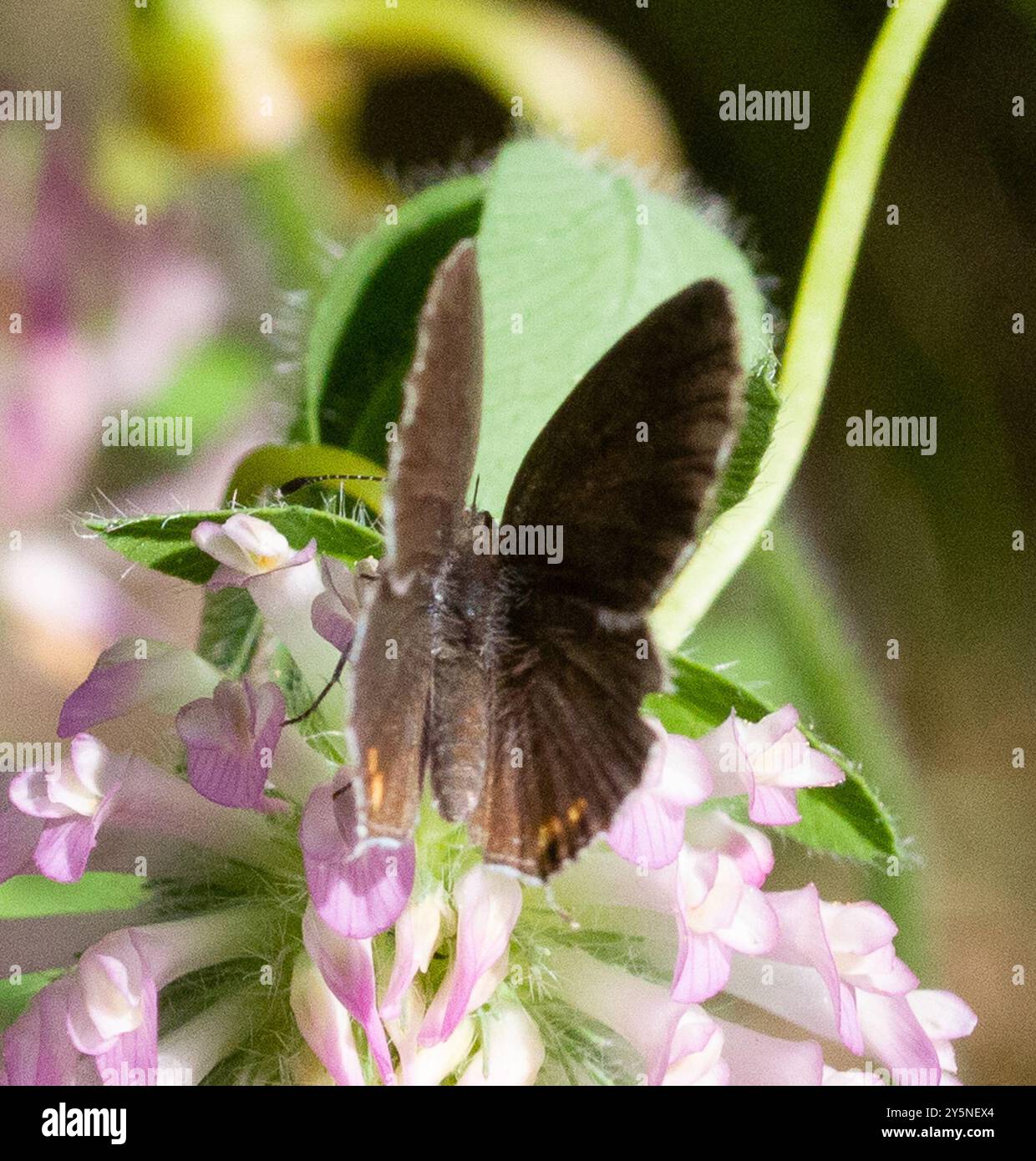 Eastern Tailed-Blue (Cupido comyntas) Insecta Stock Photo - Alamy