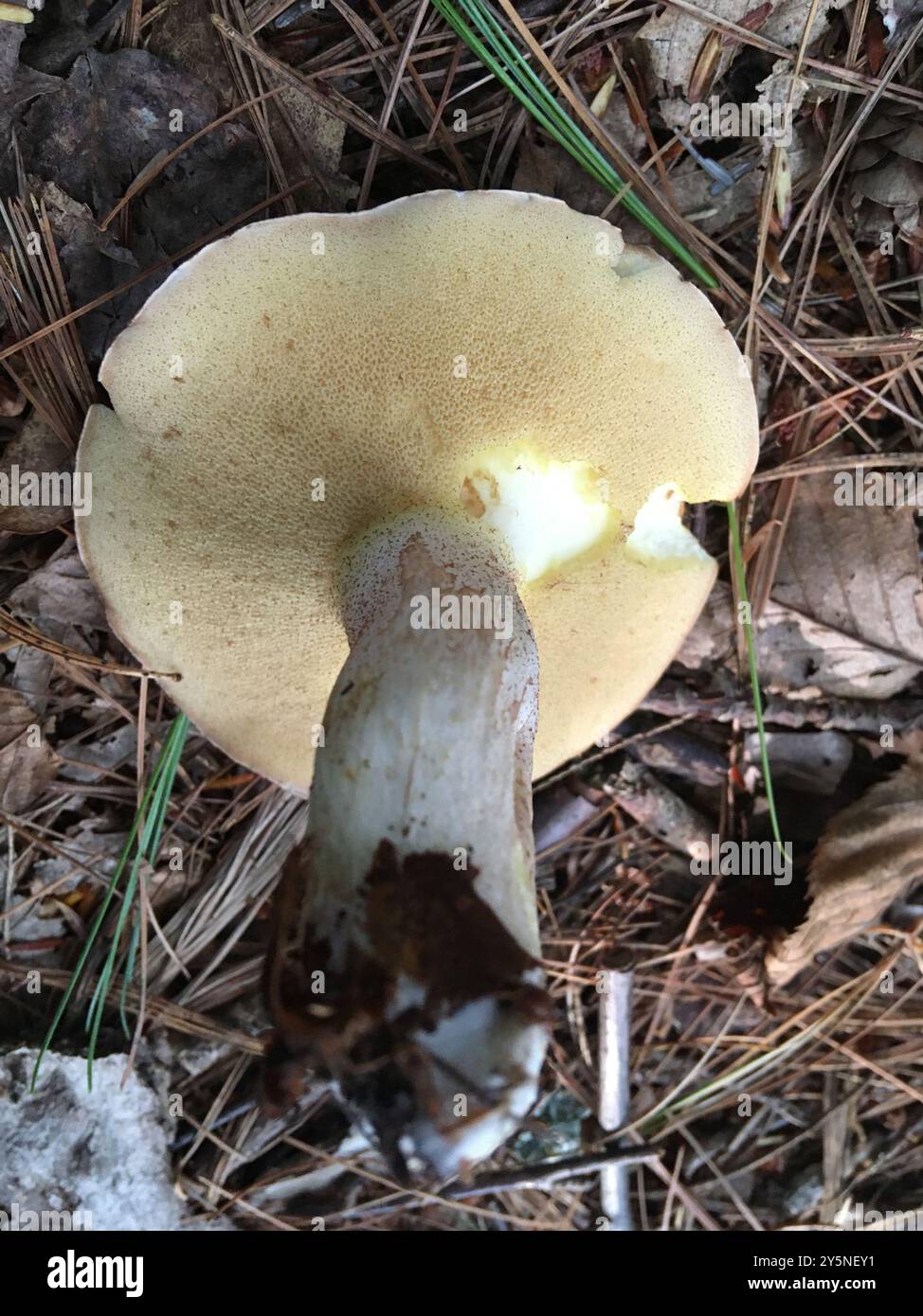 Butterball (Suillus weaverae) Fungi Stock Photo - Alamy