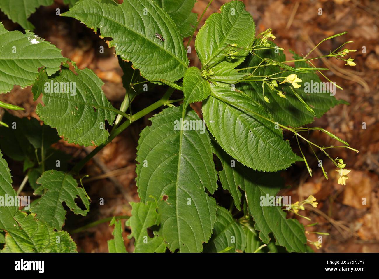 small balsam (Impatiens parviflora) Plantae Stock Photo - Alamy