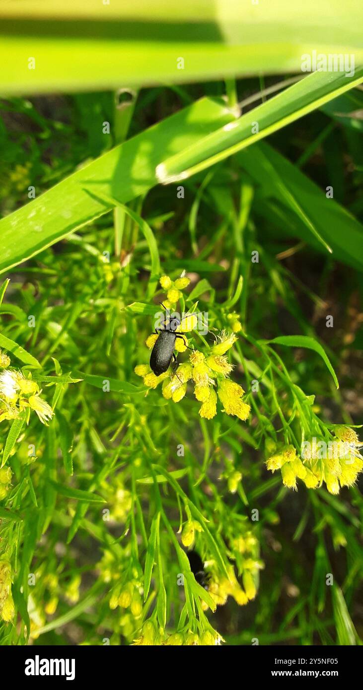 Burning Blister Beetles (Epicauta) Insecta Stock Photo - Alamy