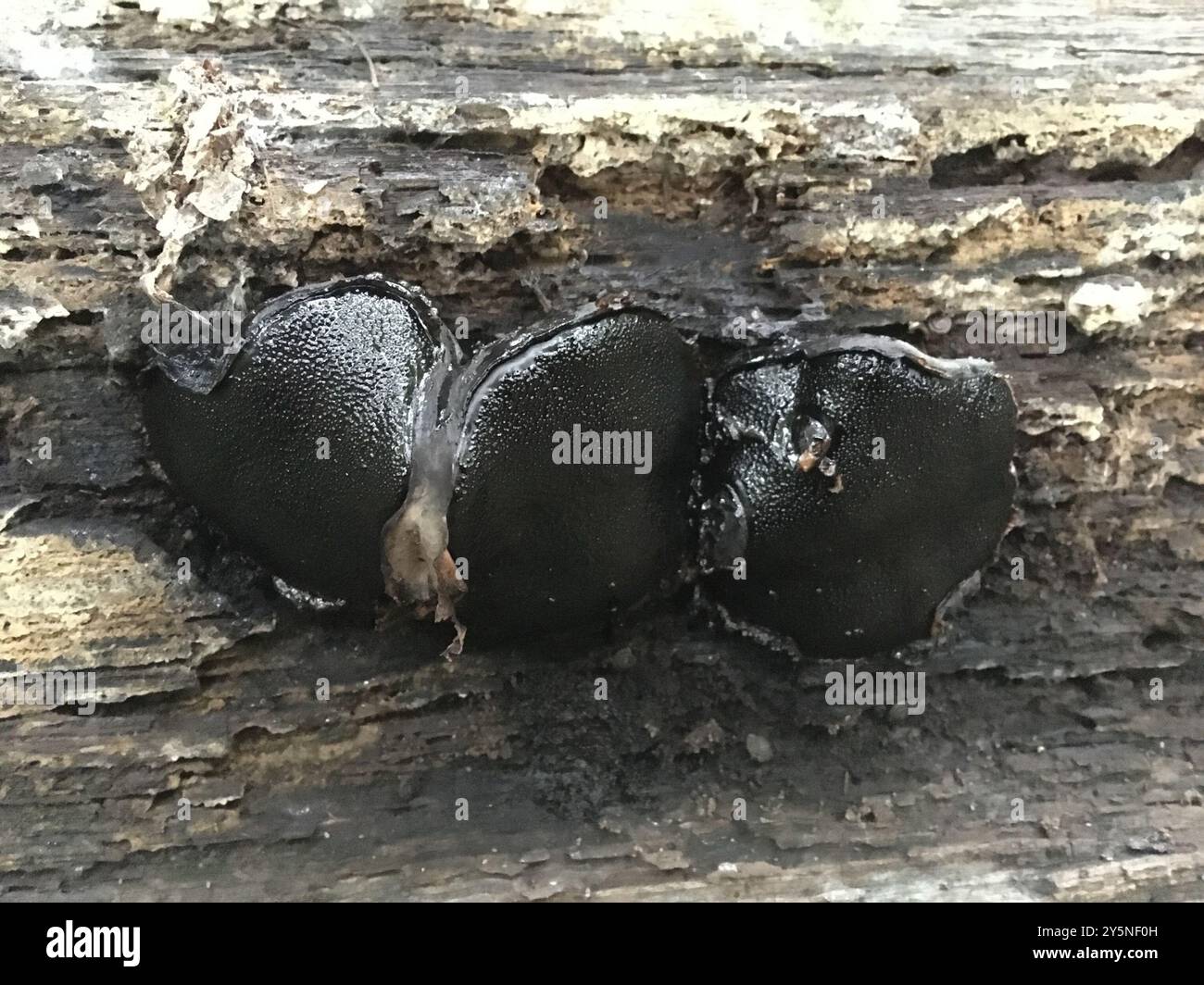 Dog's nose fungus (Camarops petersii) Fungi Stock Photo - Alamy