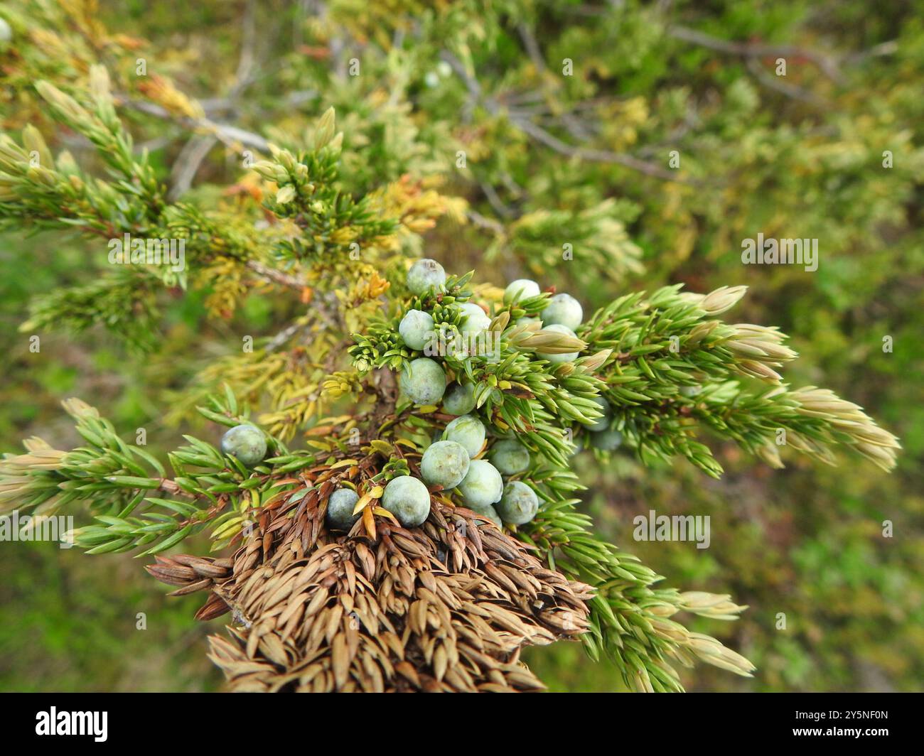 common juniper (Juniperus communis) Plantae Stock Photo - Alamy
