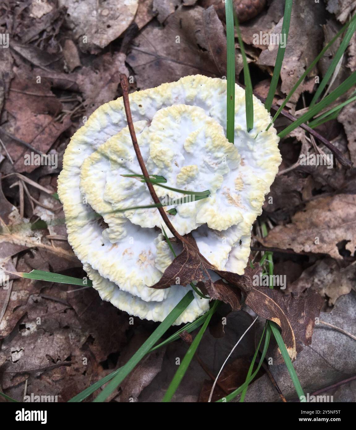 (Thelephora vialis) Fungi Stock Photo - Alamy