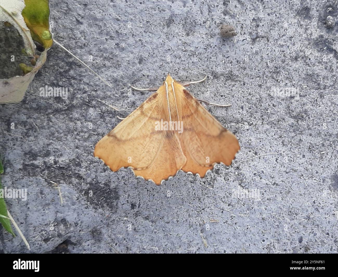 Maple Spanworm Moth (Ennomos magnaria) Insecta Stock Photo - Alamy