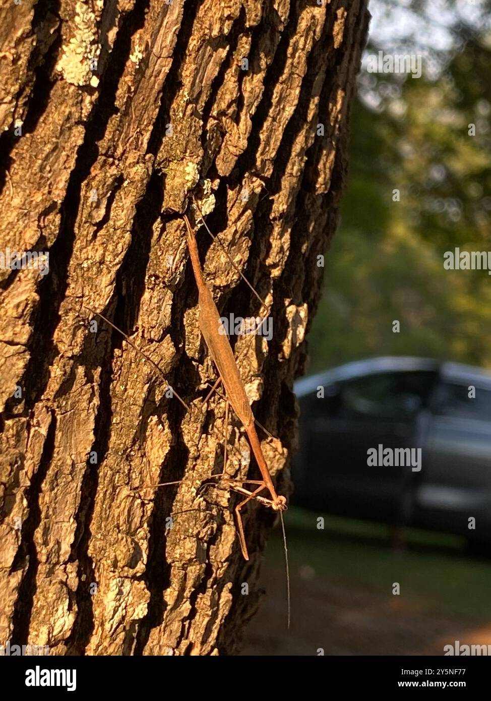American Grass Mantis (Thesprotia graminis) Insecta Stock Photo - Alamy
