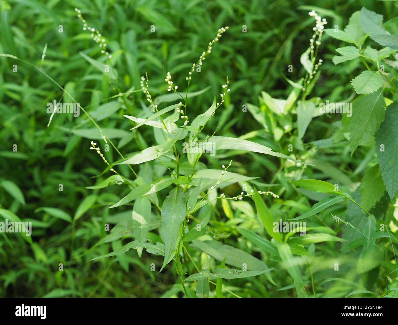 waterpepper (Persicaria hydropiper) Plantae Stock Photo - Alamy