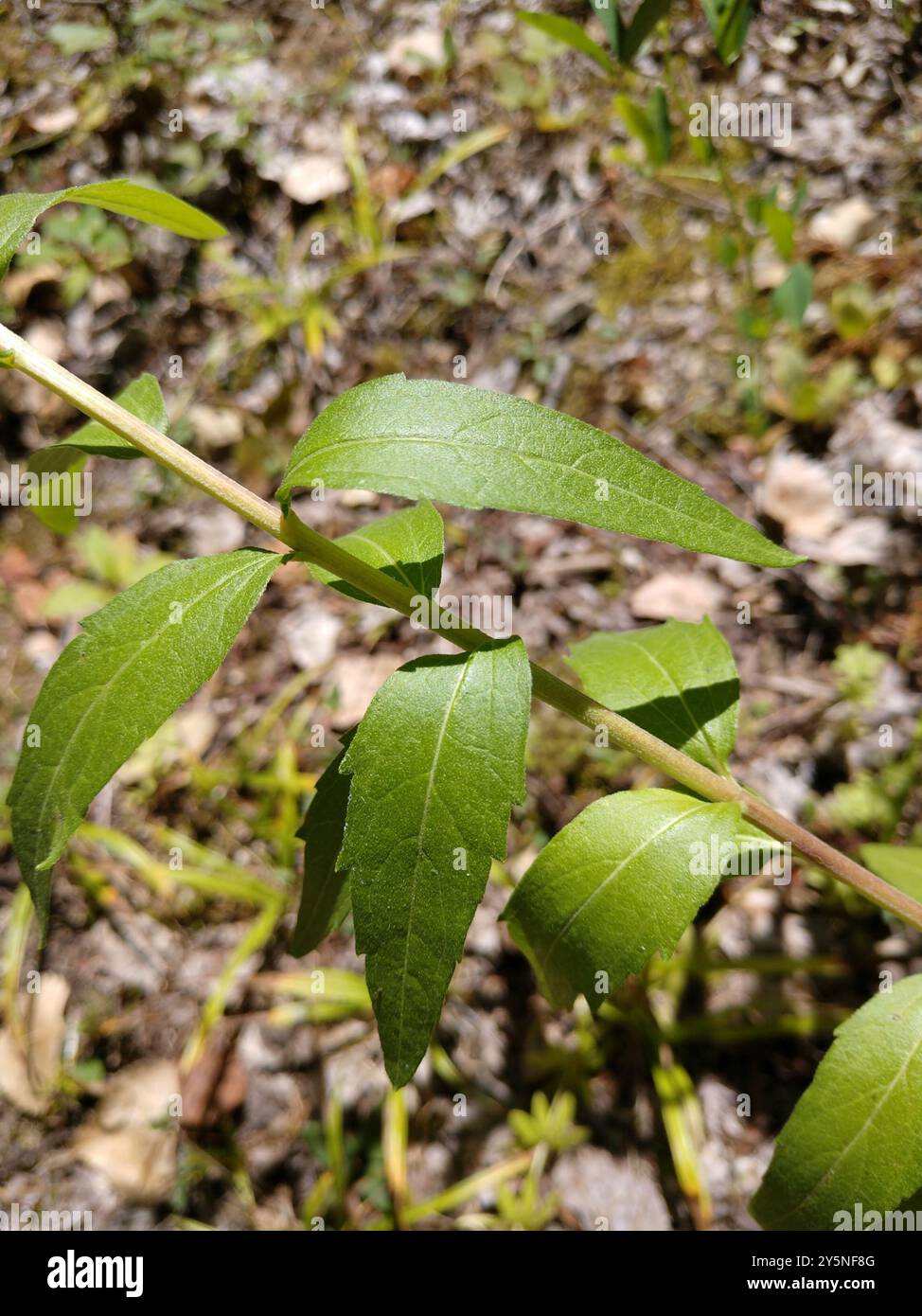 False Boneset (Brickellia eupatorioides) Plantae Stock Photo - Alamy